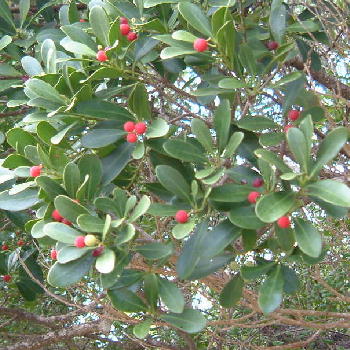Canella winterana / PEPPER CINNAMON